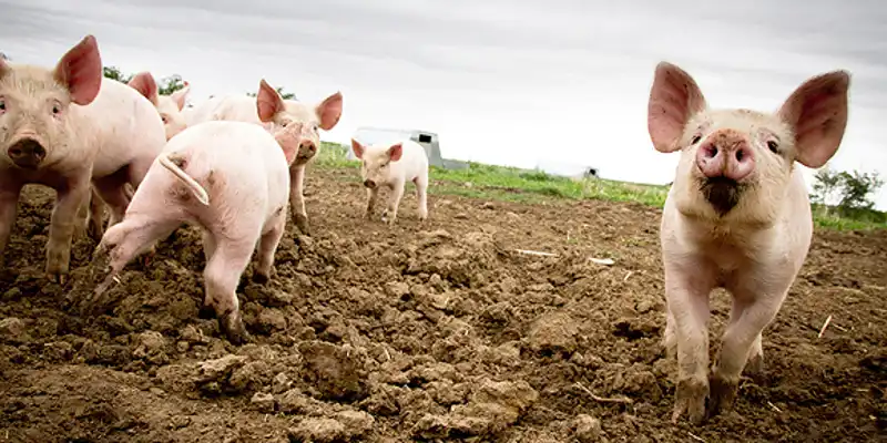 5 essential laws and regulations for the management and care of farm ...