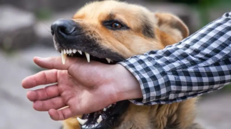 Have you ever been attacked by a dog in NZ? Here's what to do about it ...